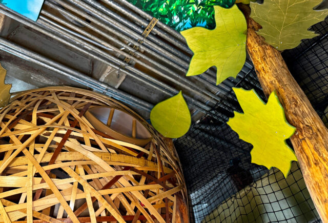 Climb Into Forest Ecology – AMOS